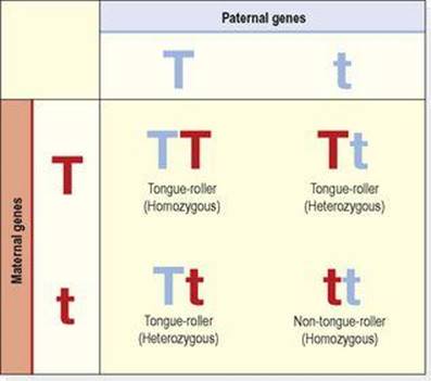 Introduction to genetics - Ross and Wilson ANATOMY and PHYSIOLOGY in ...