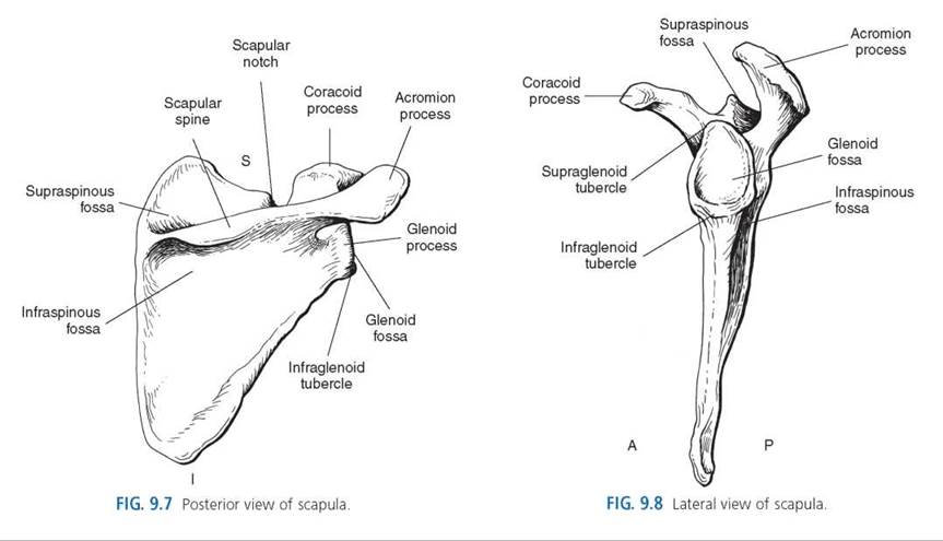 Upper Extremity - Sectional anatomy for imaging professionals, 4th edition