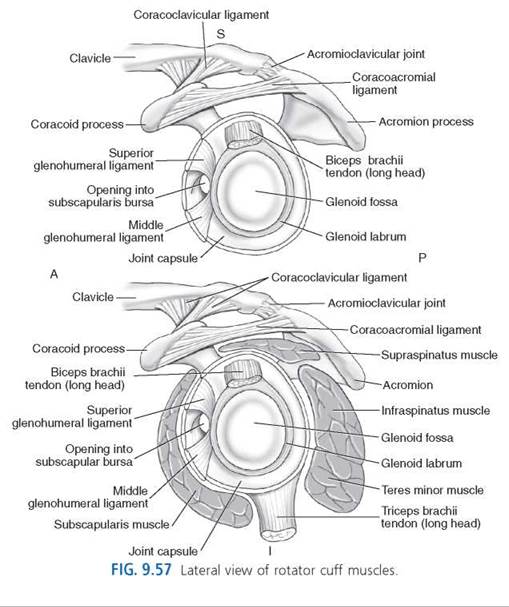 Upper Extremity - Sectional anatomy for imaging professionals, 4th edition