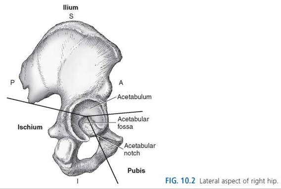 Lower Extremity - Sectional anatomy for imaging professionals, 4th edition