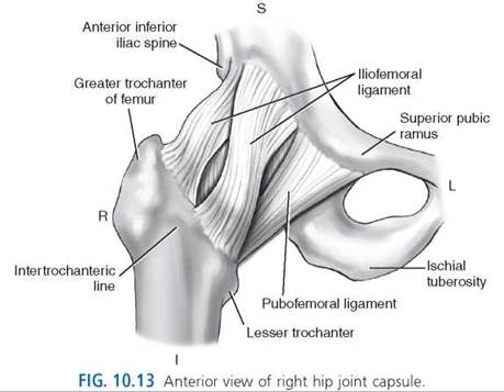 Lower Extremity - Sectional anatomy for imaging professionals, 4th edition