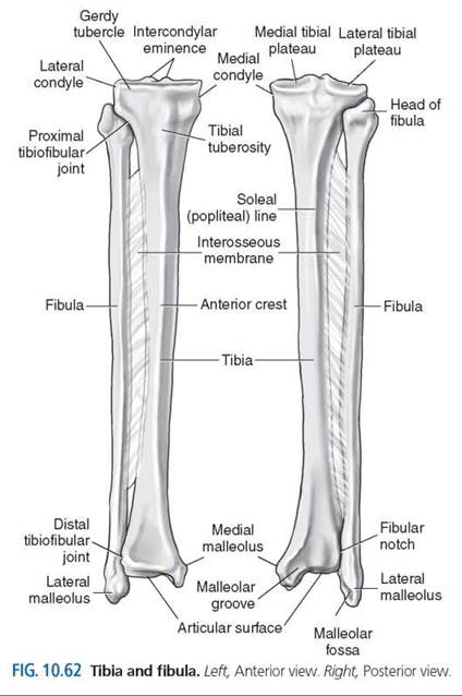 Lower Extremity - Sectional anatomy for imaging professionals, 4th edition