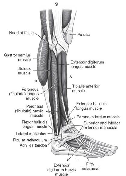 Lower Extremity - Sectional anatomy for imaging professionals, 4th edition