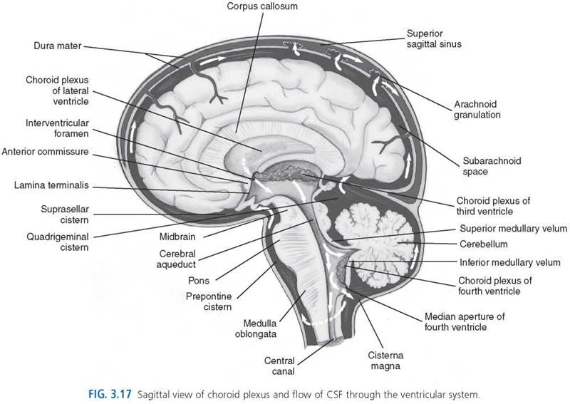 Brain - Sectional anatomy for imaging professionals, 4th edition