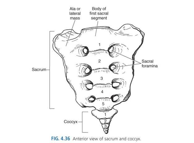 Spine - Sectional anatomy for imaging professionals, 4th edition