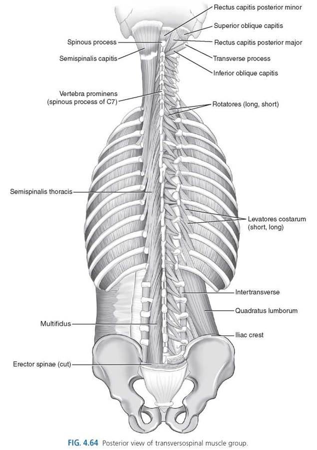 Spine - Sectional anatomy for imaging professionals, 4th edition