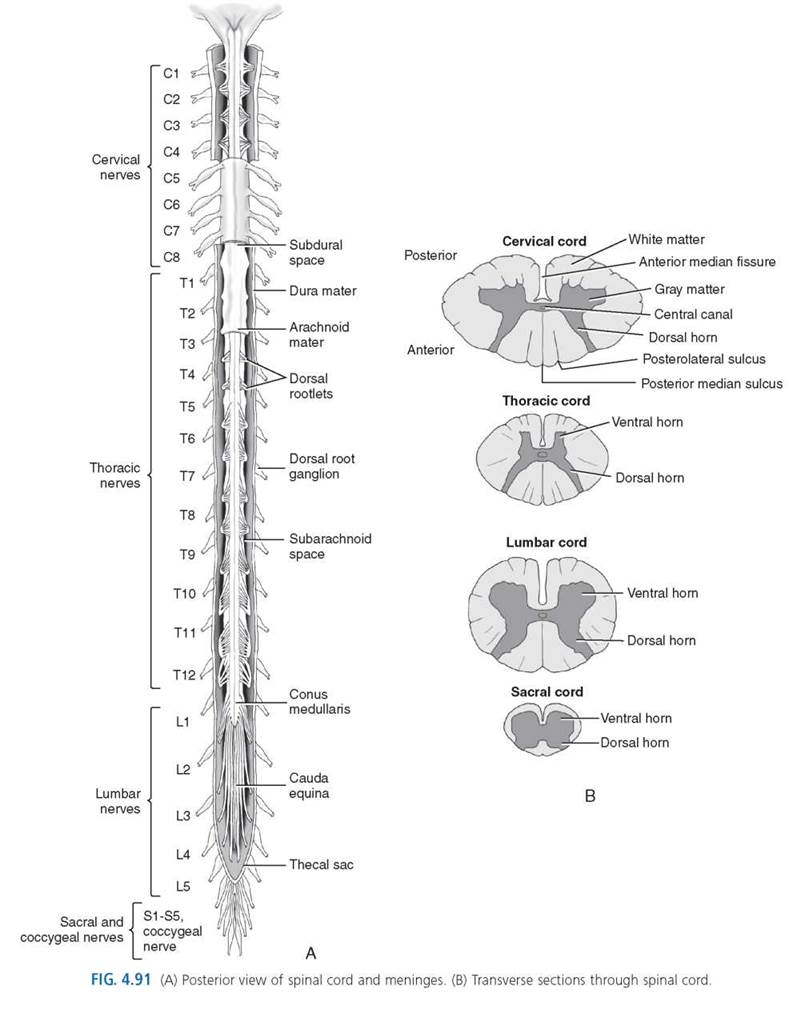 Spine - Sectional anatomy for imaging professionals, 4th edition