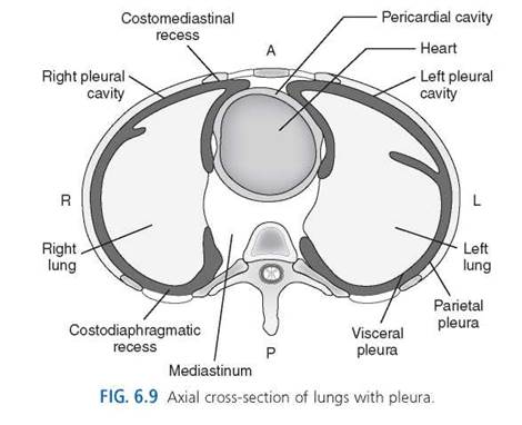 Thorax - Sectional anatomy for imaging professionals, 4th edition