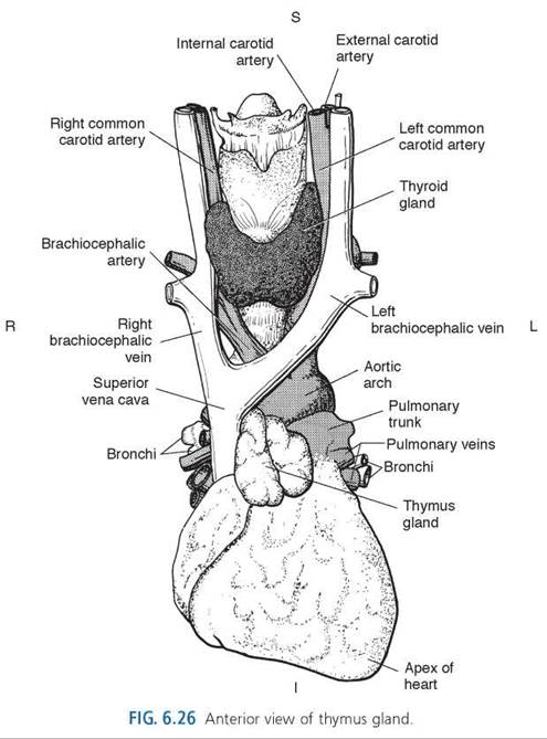 Thorax - Sectional anatomy for imaging professionals, 4th edition