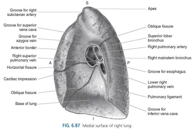 Thorax - Sectional anatomy for imaging professionals, 4th edition