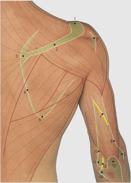 Upper Limb - Surface Anatomy, 4 Edition