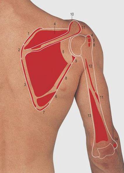 Upper Limb - Surface Anatomy, 4 Edition