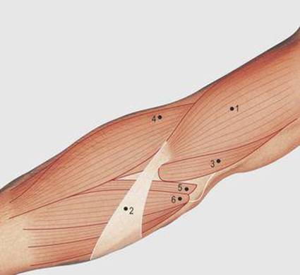 Upper Limb - Surface Anatomy, 4 Edition