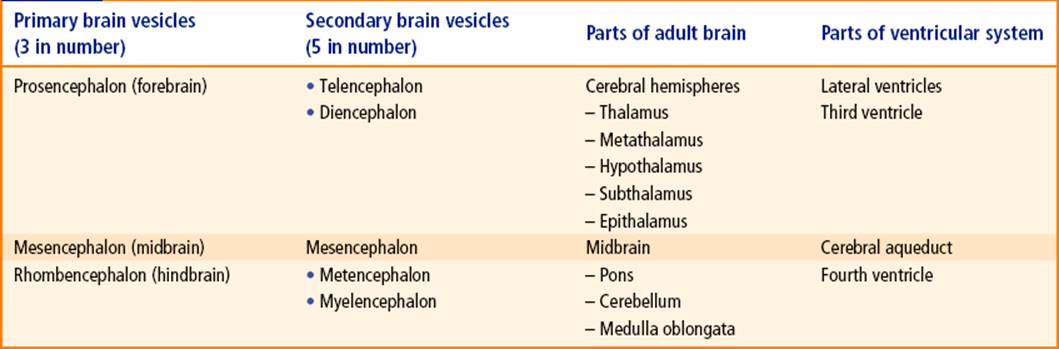 Development of the Nervous System - Textbook of Clinical Neuroanatomy ...