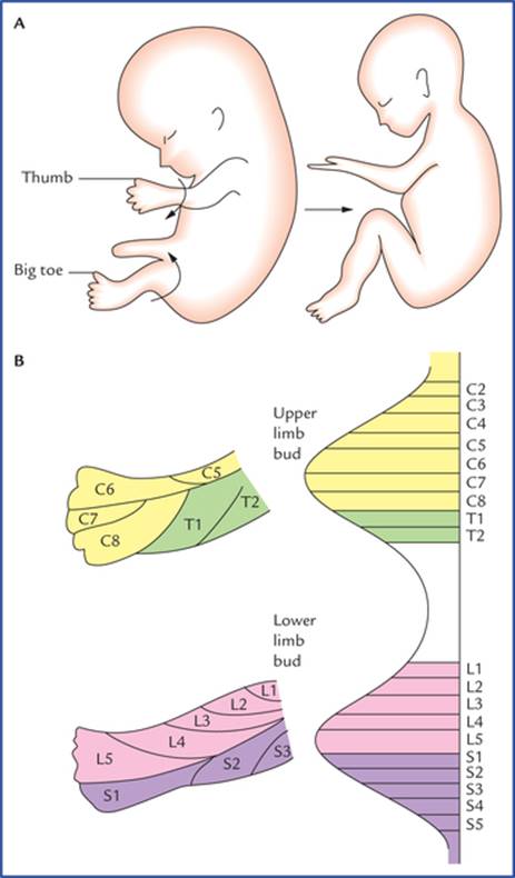 Dermatomes and Muscular Activity - Textbook of Clinical Neuroanatomy, 2 ed.