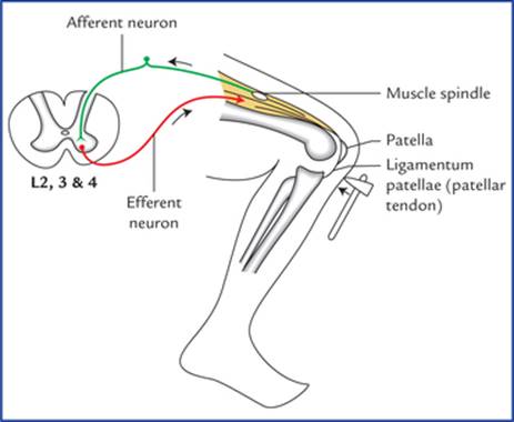 Dermatomes and Muscular Activity - Textbook of Clinical Neuroanatomy, 2 ed.