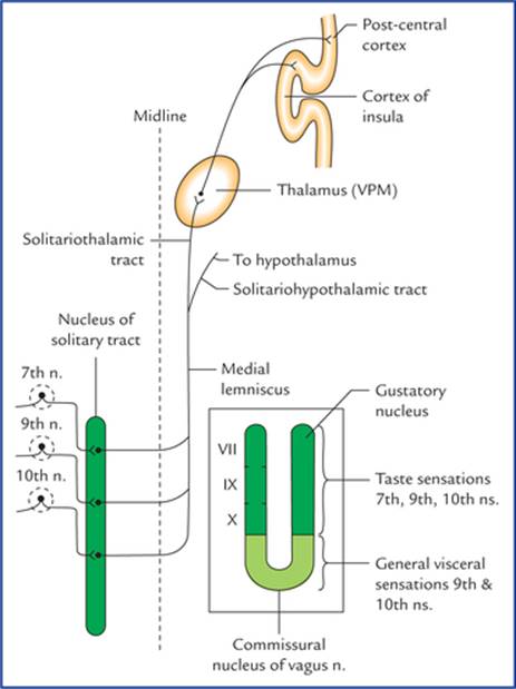 Nuclei, Functional Components and Distribution of Cranial Nerves ...