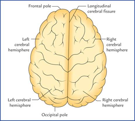 Cerebrum - Textbook of Clinical Neuroanatomy, 2 ed.
