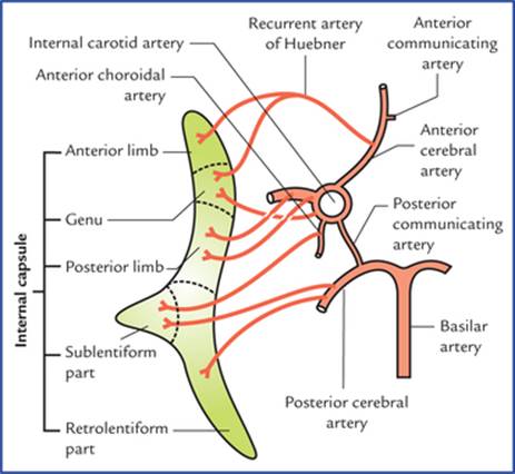 White Matter of the Cerebrum and Lateral Ventricles - Textbook of ...