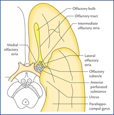 Special Senses and their Neural Pathways - Textbook of Clinical ...