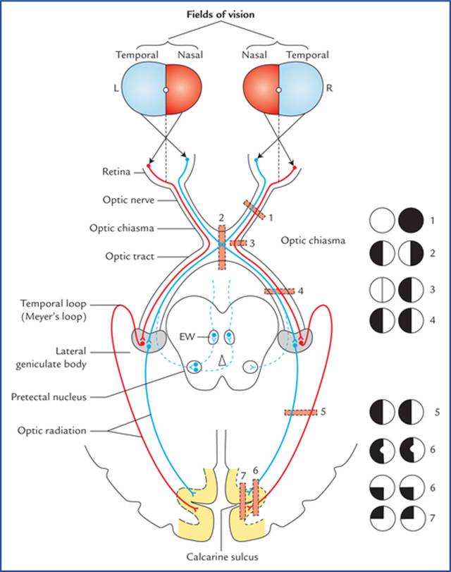 Special Senses and their Neural Pathways - Textbook of Clinical ...