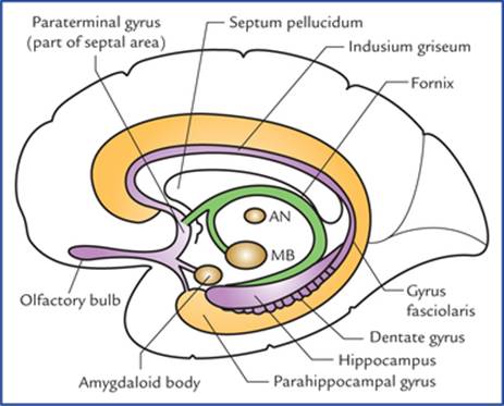 The Limbic System And The Reticular Formation Cerebral Hemispheres