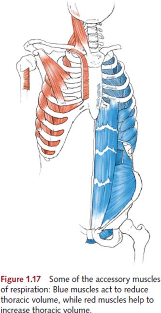 DYNAMICS OF BREATHING - Yoga Anatomy-2nd Edition