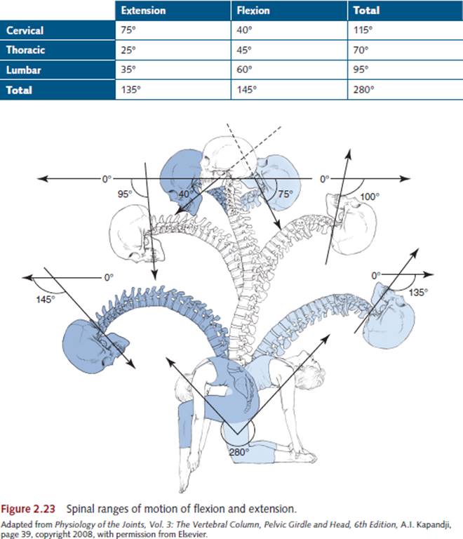 YOGA AND THE SPINE - Yoga Anatomy-2nd Edition