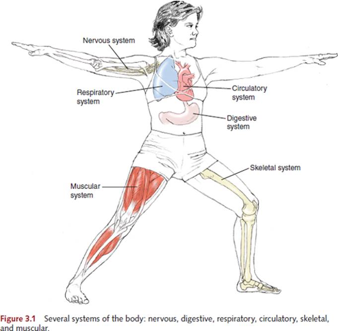SKELETAL SYSTEM - Yoga Anatomy-2nd Edition