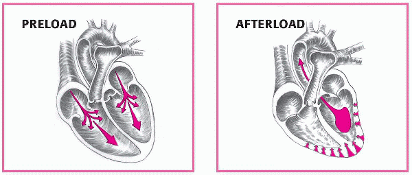 Anatomy and Physiology - RN Expert Guides: Cardiovascular Care, 1st ...