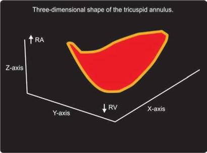 Tricuspid Valve - A Practical Approach to Clinical Echocardiography 1st ...