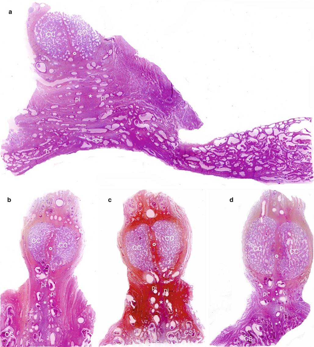 Structure of the Bulbo-clitoral Organ - Anatomic Study of the Clitoris ...