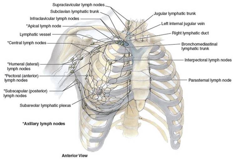 Disorders of the Breast - Obstetrics and Gynecology 7 Ed.