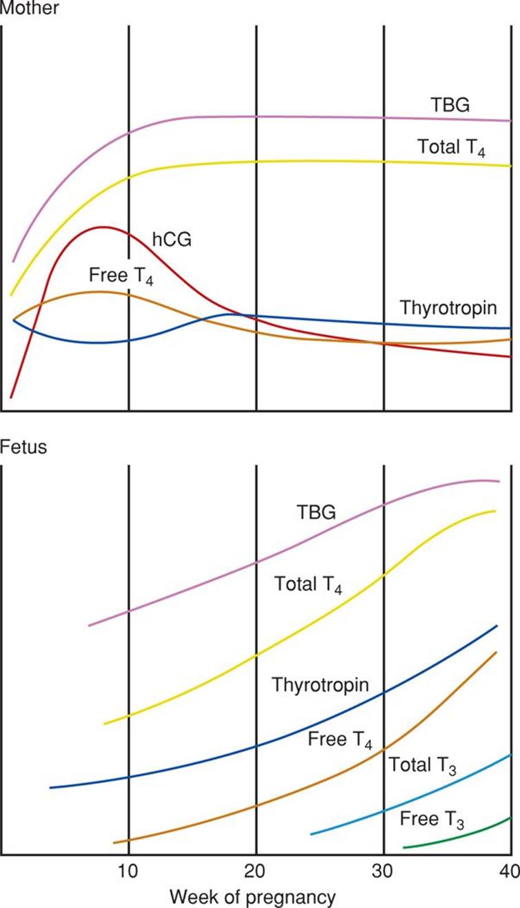Maternal Physiology - Williams Obstetrics, 24th Edition