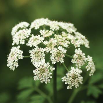 A - The Complete Medicinal Herbal: A Practical Guide to the Healing ...