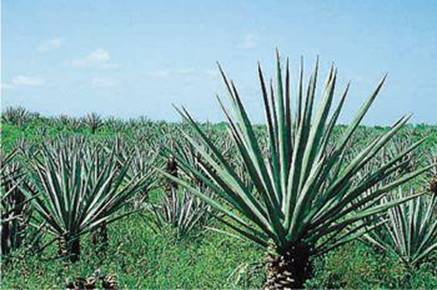 Agave - The Most Important Genera and Species from A to Z - The ...