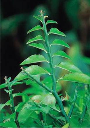 Cimora - Psychoaktive produkt - The Encyclopedia of Psychoactive Plants ...