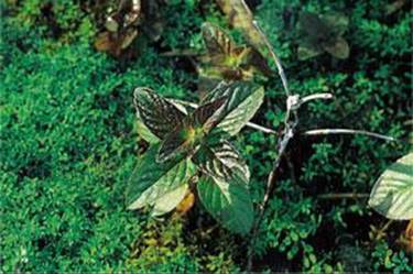 Kykeon - Psychoaktive produkt - The Encyclopedia of Psychoactive Plants ...