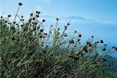 Soma - Psychoaktive produkt - The Encyclopedia of Psychoactive Plants ...