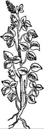 Active constituents of plants - The Encyclopedia of Psychoactive Plants ...