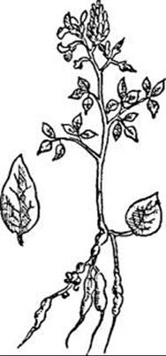 Active constituents of plants - The Encyclopedia of Psychoactive Plants ...