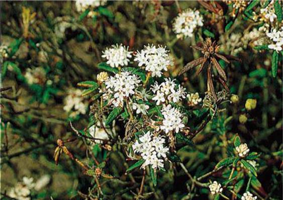 Ledum - The Most Important Genera and Species from A to Z - The ...