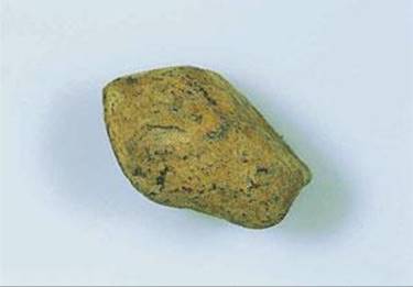 Strychnos - The Most Important Genera and Species from A to Z - The ...