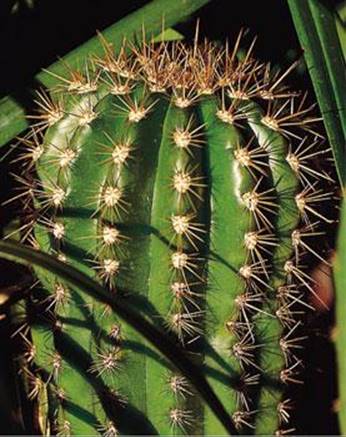 Trichocereus - The Most Important Genera and Species from A to Z - The ...