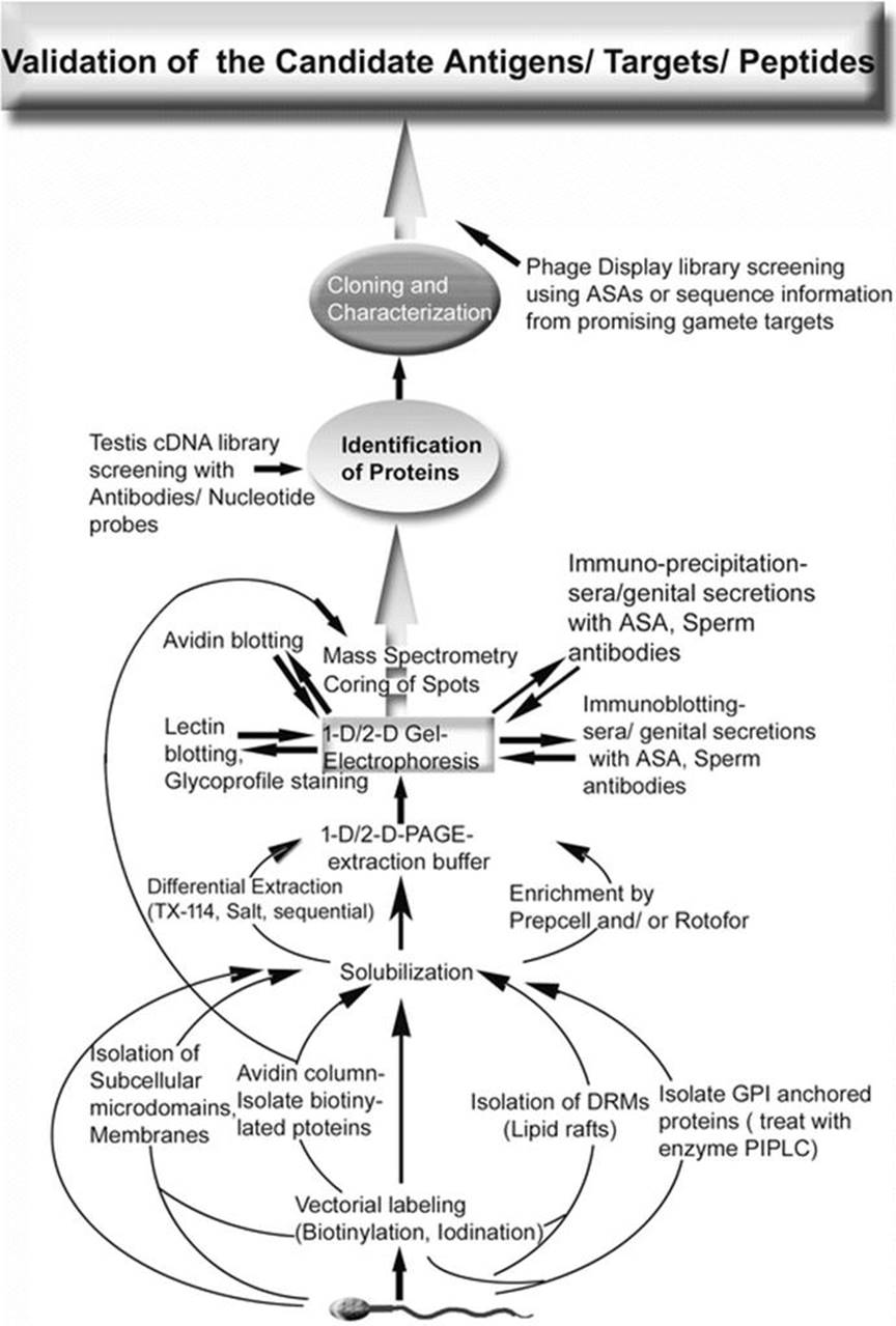 Methods of Analysis of Sperm Antigens Related to Fertility - Immune ...