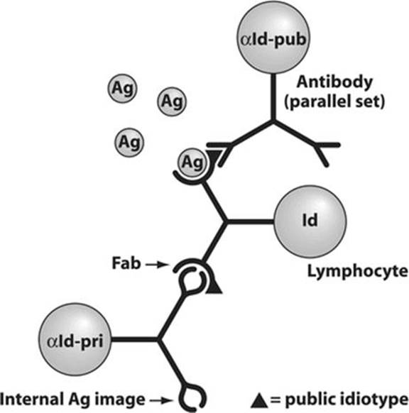 ASA in the Female - Immune Infertility: Impact of Immune Reactions on ...