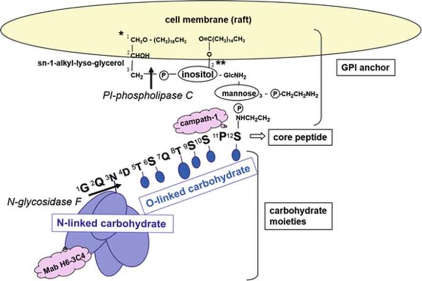 Sperm Immobilizing Antibody and Its Target Antigen - Immune Infertility ...