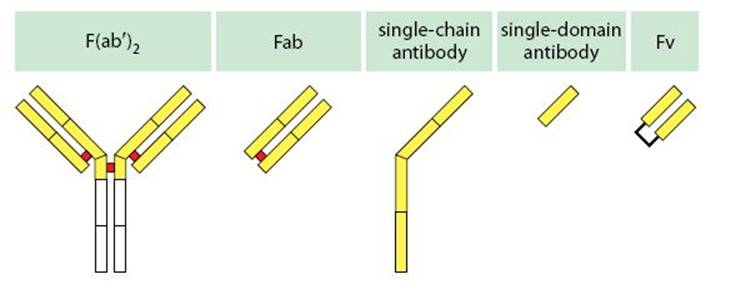 Immune Recognition - Immunology: An Illustrated Outline, 5th Ed.