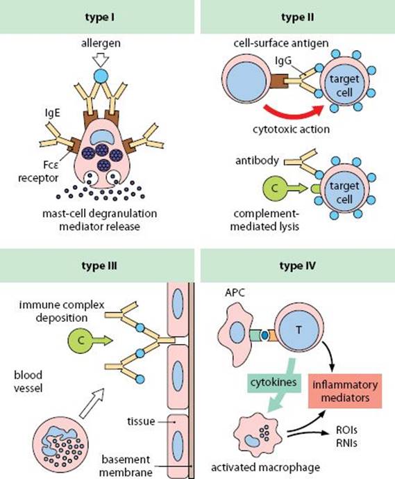 Immunopathology - Immunology: An Illustrated Outline, 5th Ed.