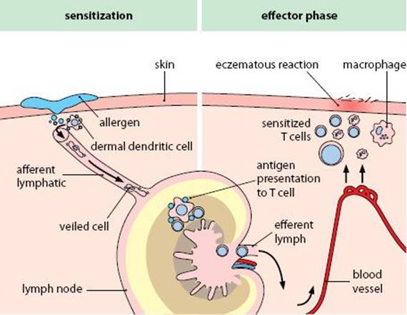 Immunopathology - Immunology: An Illustrated Outline, 5th Ed.